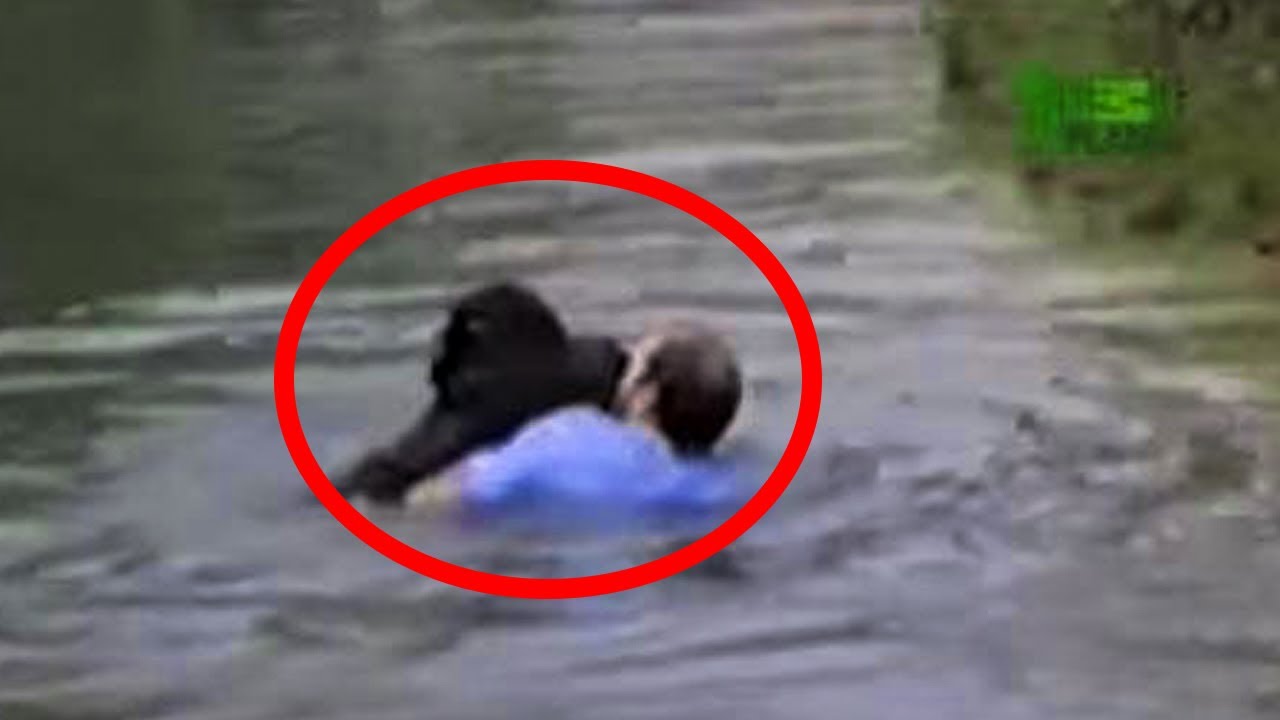 Hero Jumps Into Water To Save Drowning Chimp, Then He Sees This - YouTube