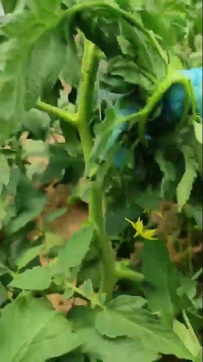 pemangkasan tanaman tomat dilakukan supaya tanaman menjadi lebih bersih.😃shorts - YouTube