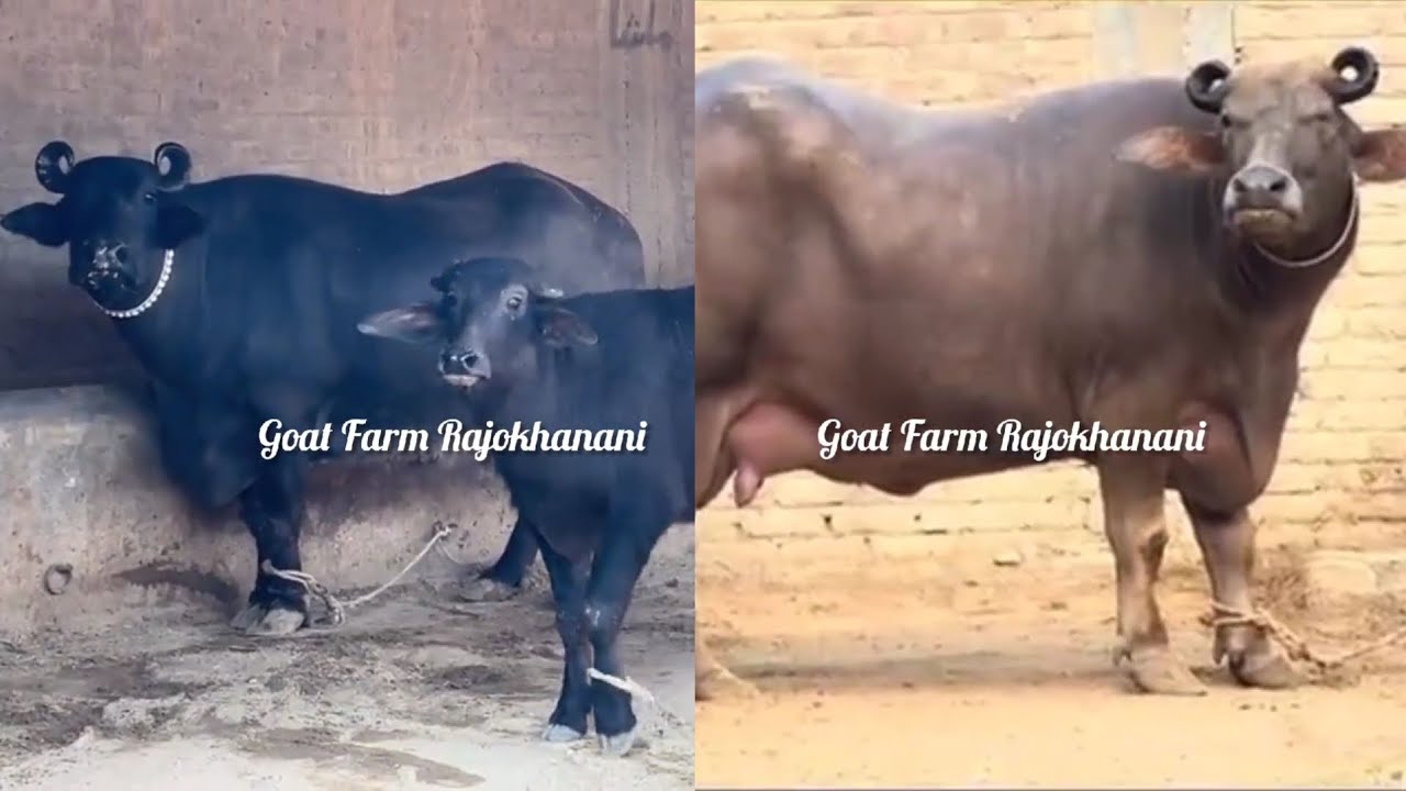 Sindhi Kundhi Buffalo Mashallah full documentary - YouTube