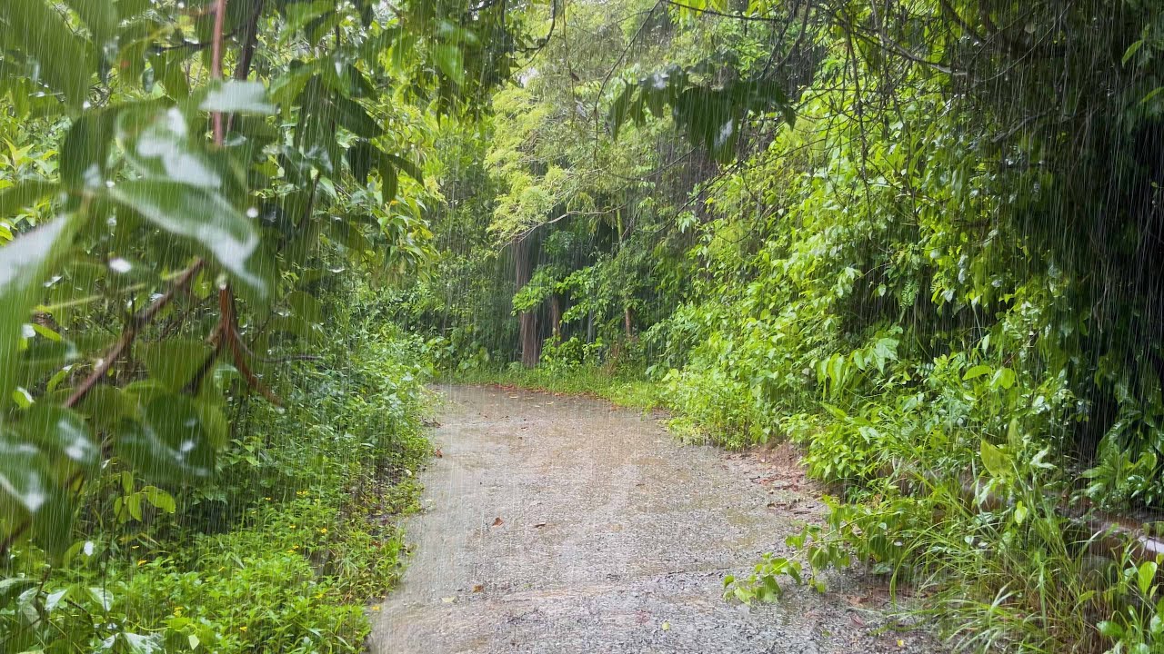 Sleep deeply with the sound of heavy rain on a beautiful small forest ...