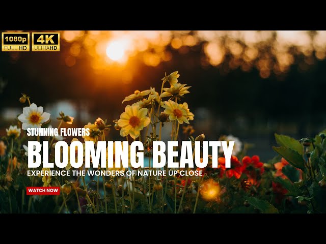 Blooming Beautiful Flower The Blogs: The Beautiful Flowers Of Darkness