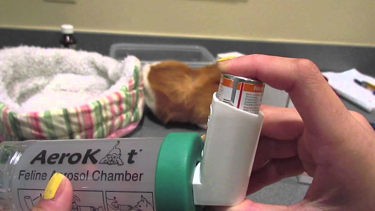 Guinea Pig Inhaler - YouTube