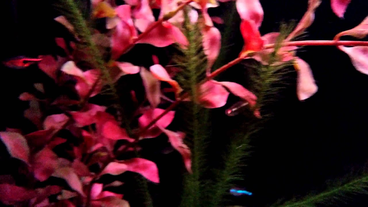 Espie Rasbora - YouTube