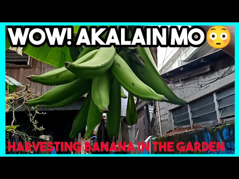TINDOK BANANA//HARVESTING BANANA//WOW SO BIG😳//VLOG//Inday Tess - YouTube