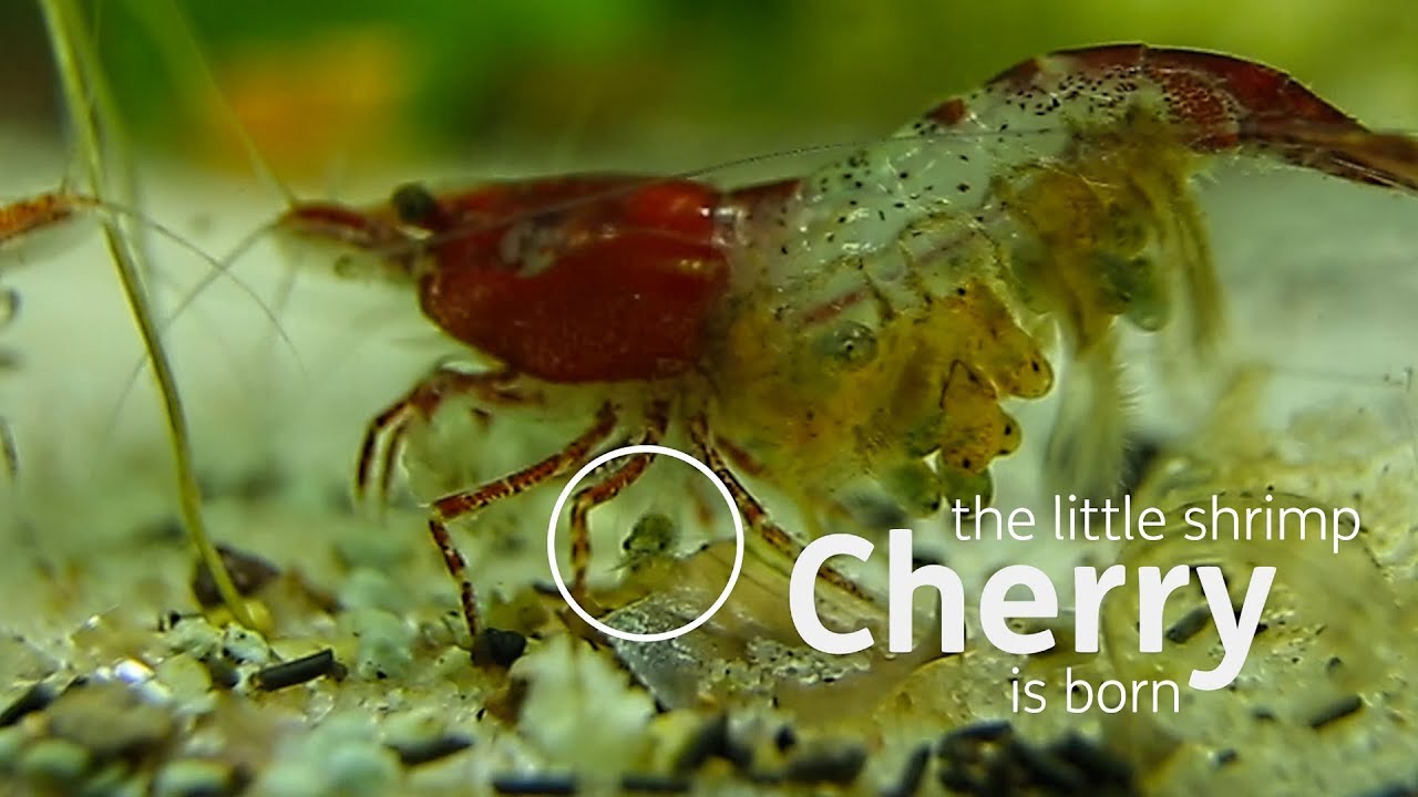 Cherry: A Shrimp Life - YouTube