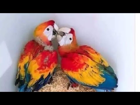 cute... subscribe plzz - YouTube