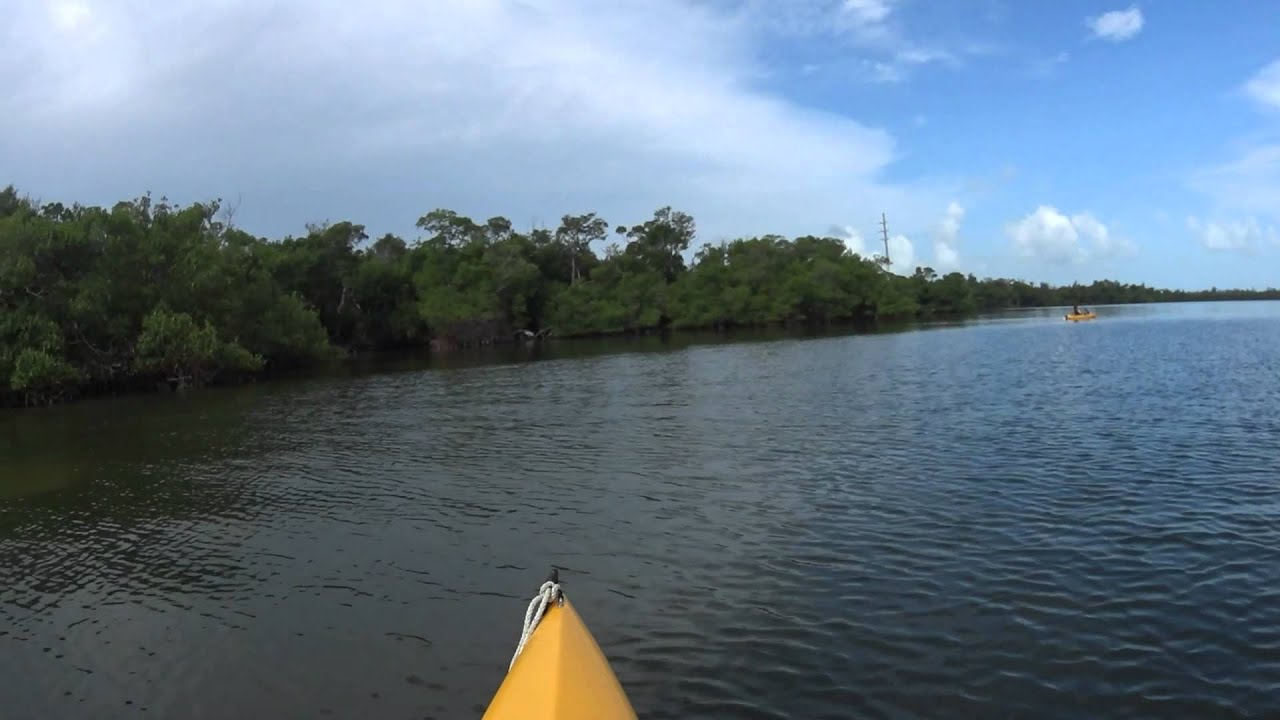 Spotted Eagle Rays in Ding Darling while Kayaking - YouTube