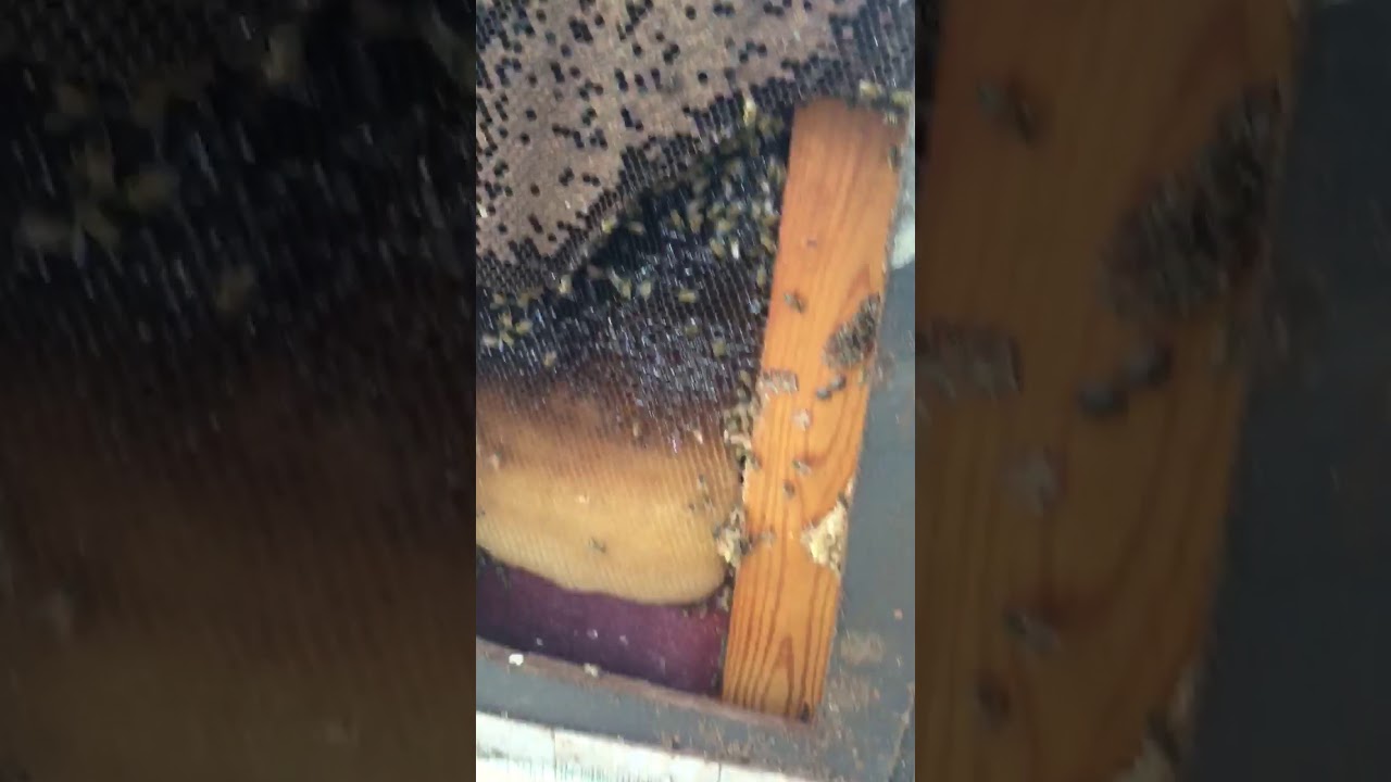 Hive Cut-out in Northport, Sep 1, 2017 - YouTube