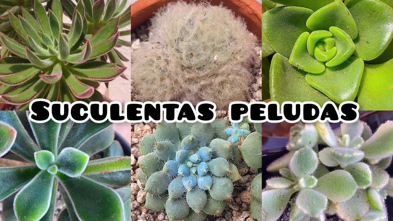 Suculentas peludas l características y cuidados básicos - YouTube