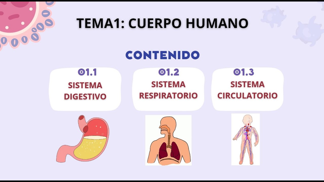 TEMA1: El CUERPO HUMANO - YouTube
