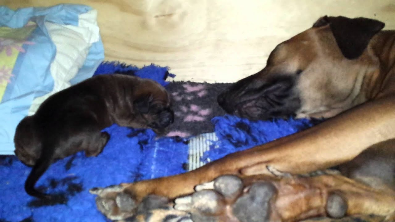 Baby Rhodesian ridgeback - YouTube