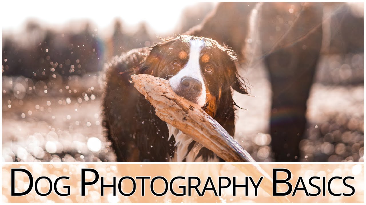 Dog Photography Tips and Techniques - YouTube