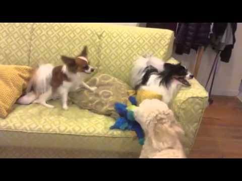 The dogs are ganging up on Louis - YouTube