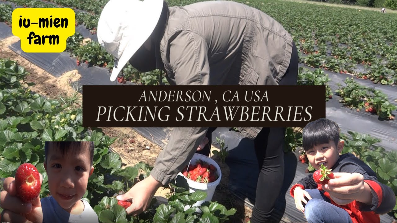 Picking Huge & Sweet Strawberries at Iu-Mien Farm ll Life in USA ll ...