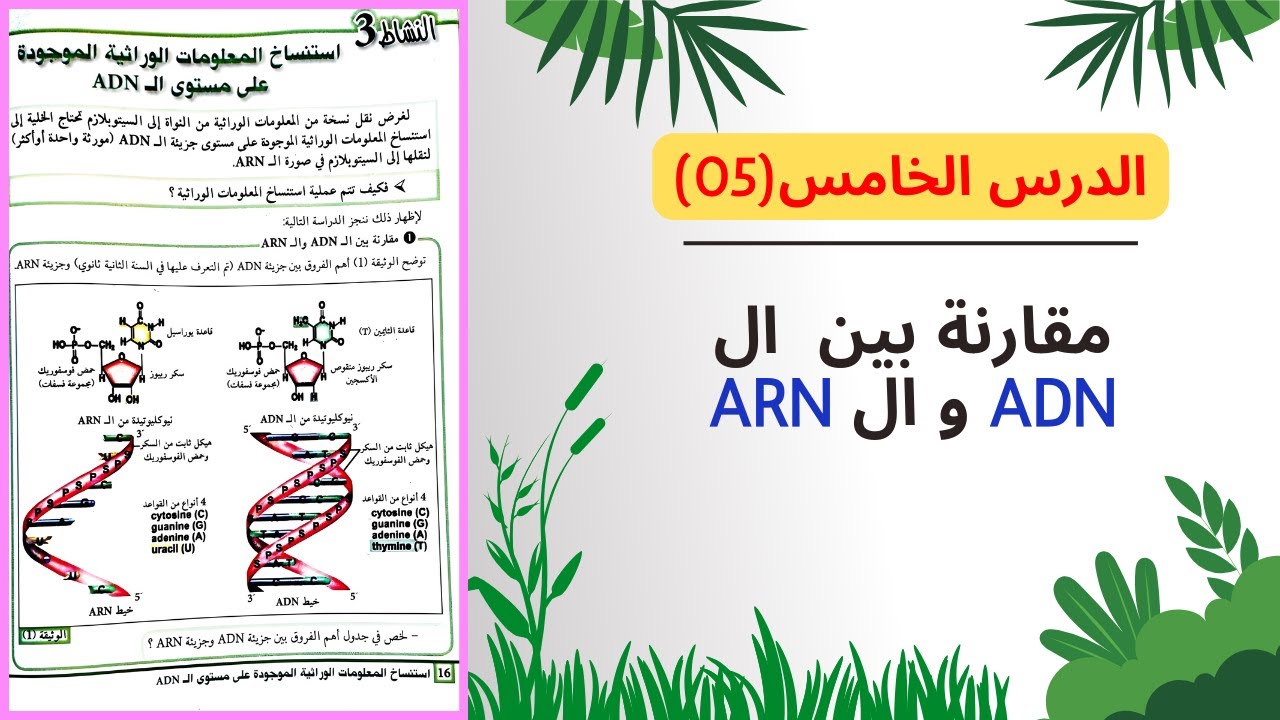 الفرق بين ال ADN و ال ARN الدرس الخامس - YouTube
