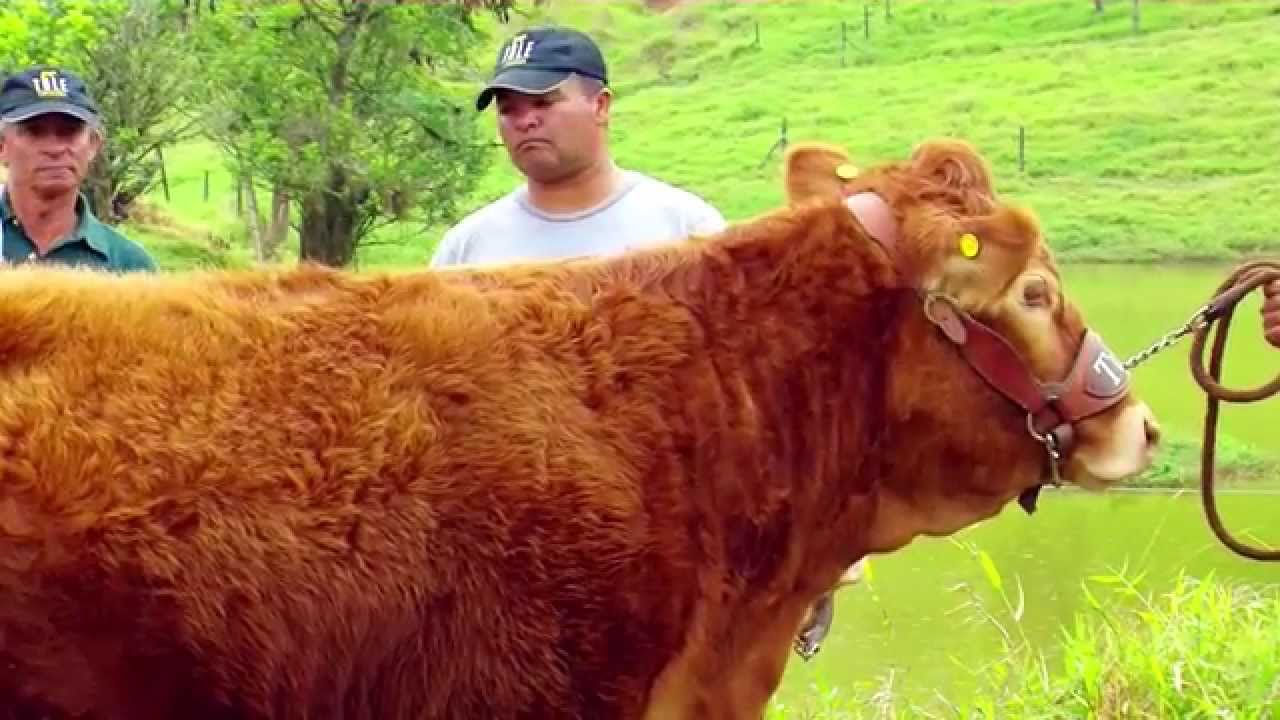 Raza Limousin Bovino Frances - TvAgro por Juan Gonzalo Angel - YouTube