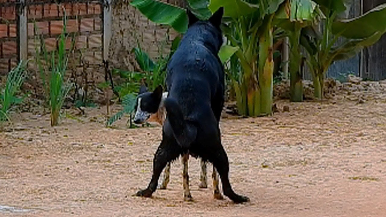 WOW, Amazing the love of two male dogs and a female on the street- Pet ...