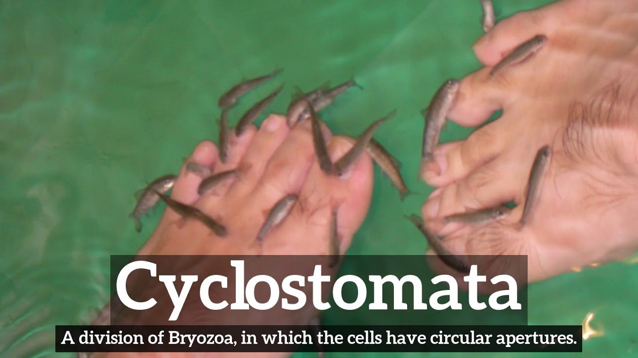 How Does Cyclostomata Look? | How to Say Cyclostomata in English ...
