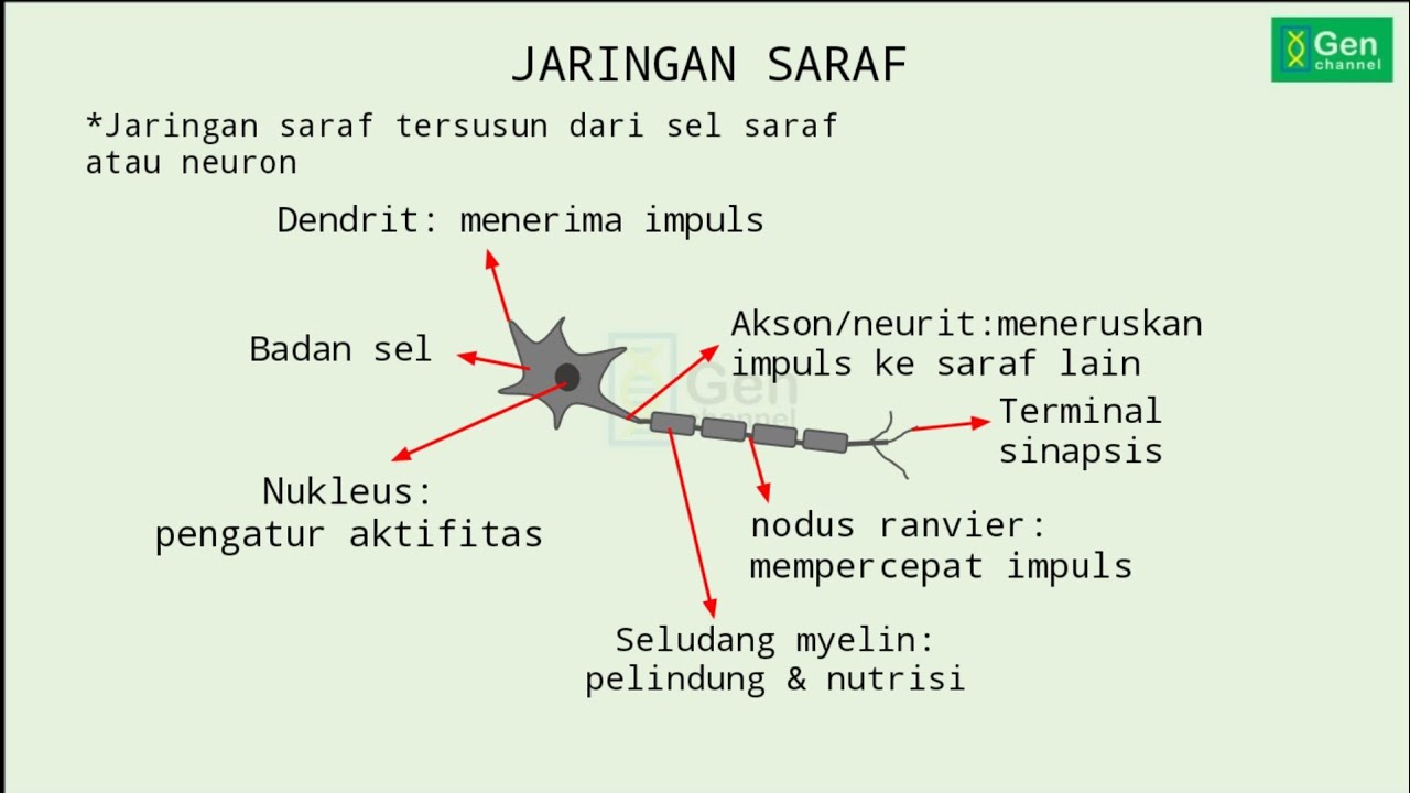 Jaringan Saraf - YouTube