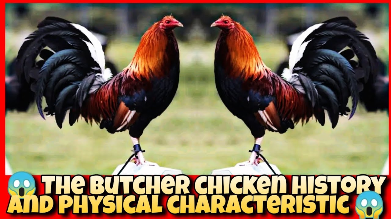 THE BUTCHER HISTORY AND PHYSICAL CHARACTERISTICS. - YouTube
