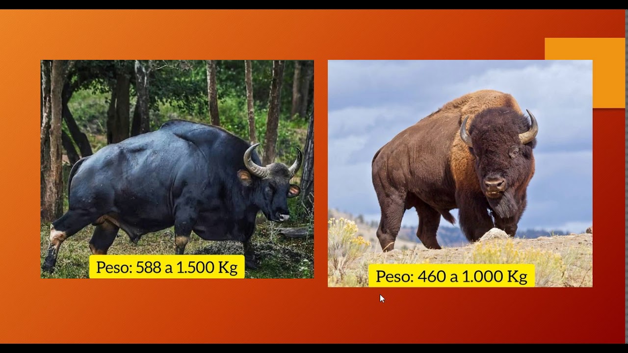Gauro vs Bisão americano Gaur vs American Bison( contra maus tratos ...