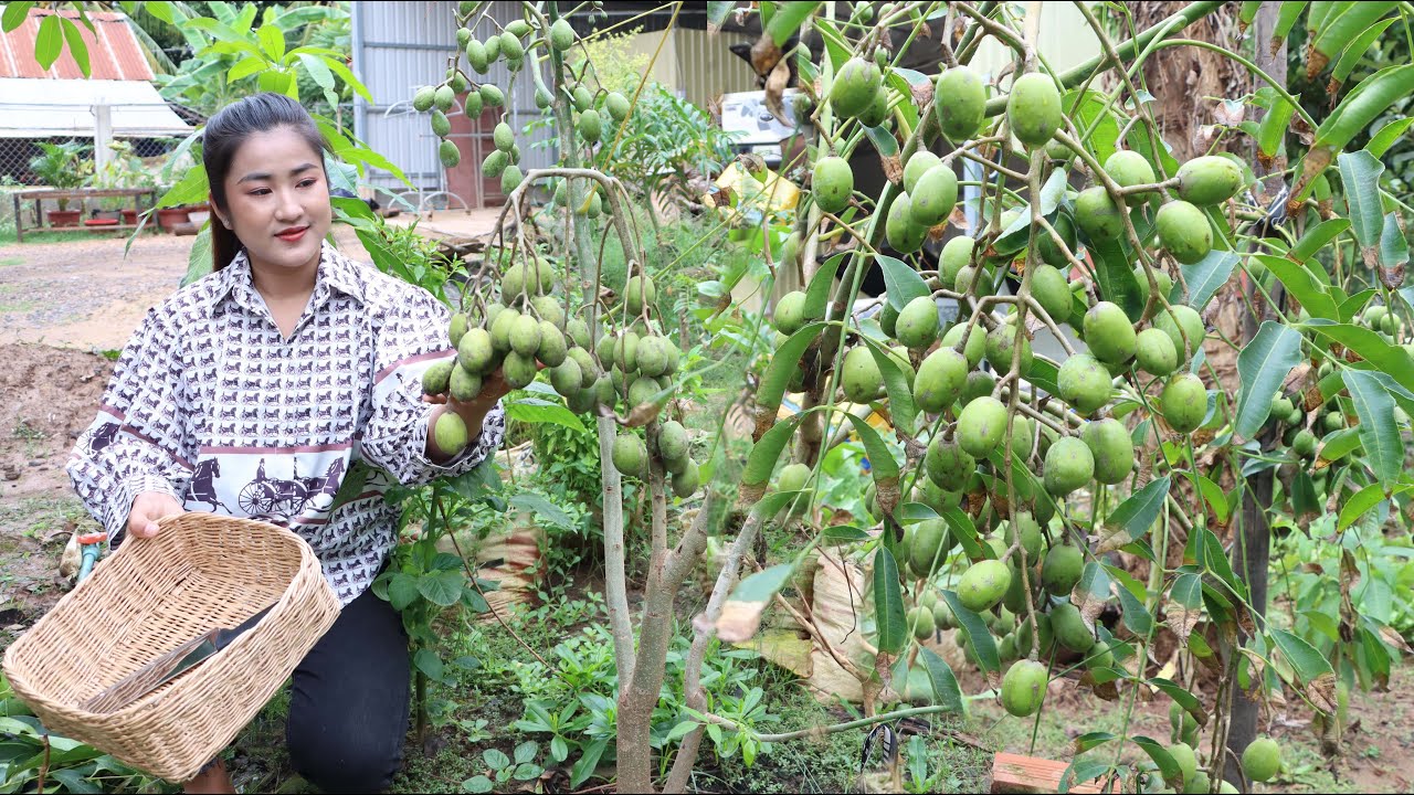 Have you ever grown June plum fruit at home? / June plum fruit recipe ...
