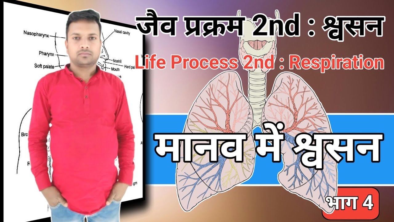 Life Process 2nd Respiration | Respiration in Human | Wind Pipe | Lungs ...