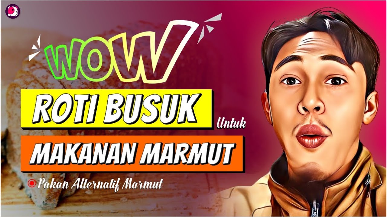 CARA MEMBUAT MAKANAN MARMUT DARI LIMBAH ROTI I Makanan alternatif ...