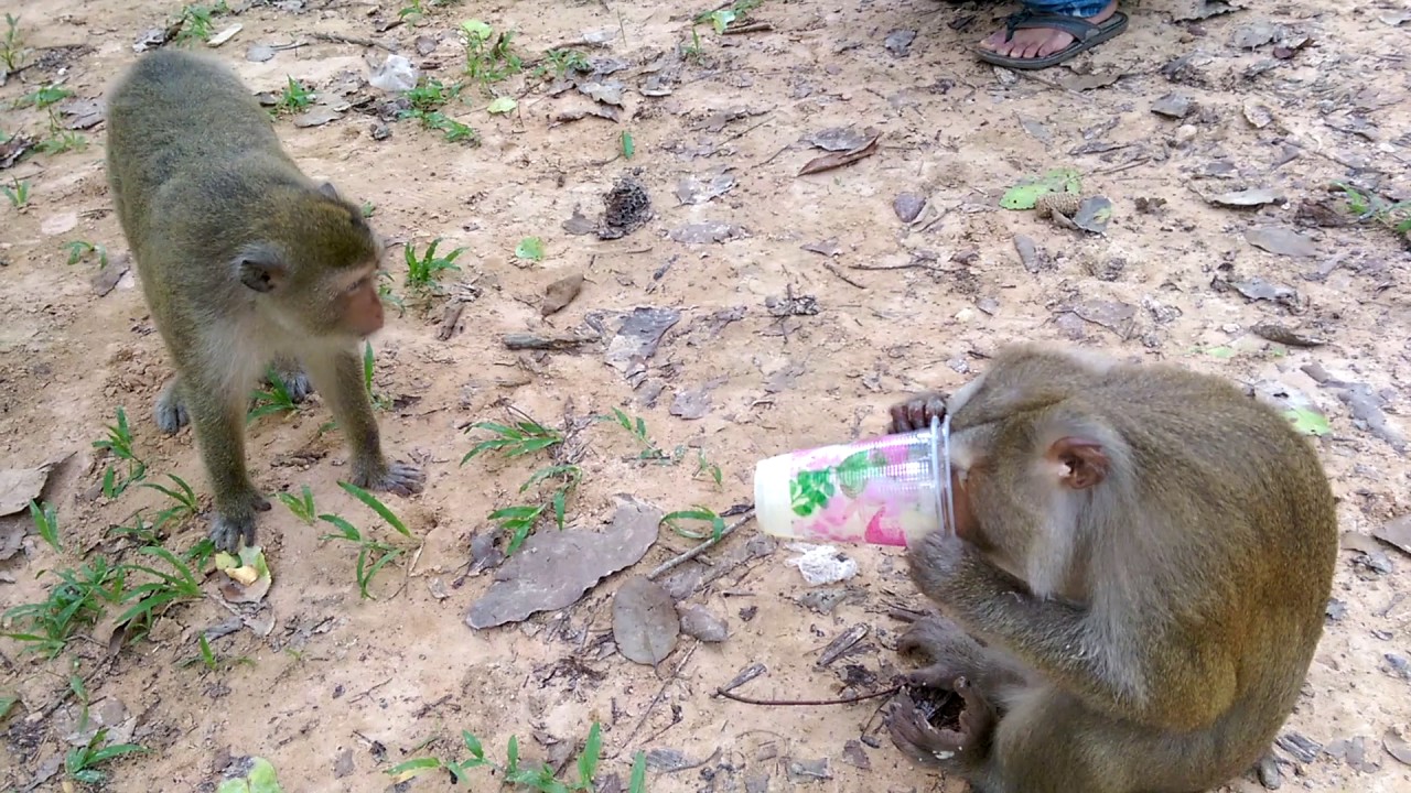 Laziest monkeys p2 - YouTube