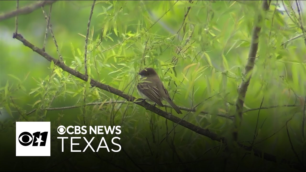 Downtown Dallas and Fort Worth to dim lights temporarily for migrating ...