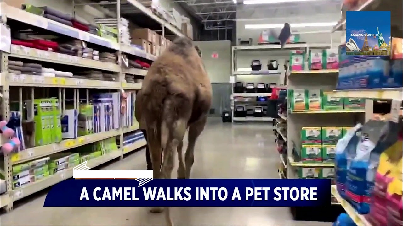 Camel Walk in Pet Store : Funny Camel Surprising Video : Arabian Giant ...