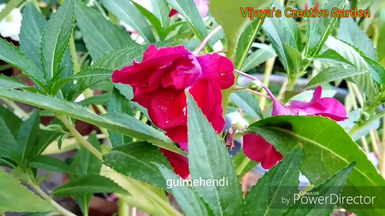 7 Red colour flowers in my terrace garden/ which red colour flowers ...