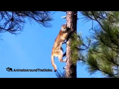 Trending Animal Videos - Animals Around The Globe