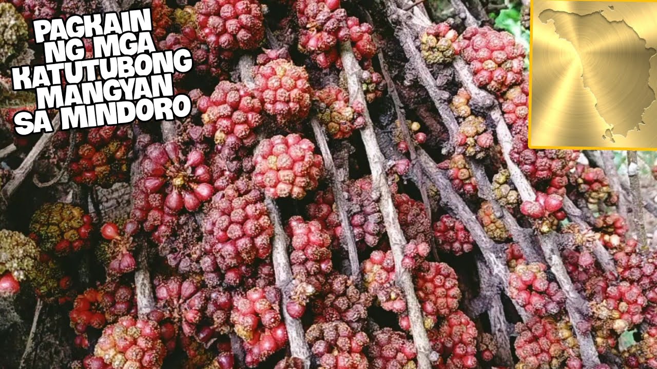 PAGKAIN NG MGA KATUTUBONG MANGYAN SA MINDORO, ALAMIN!!! - YouTube
