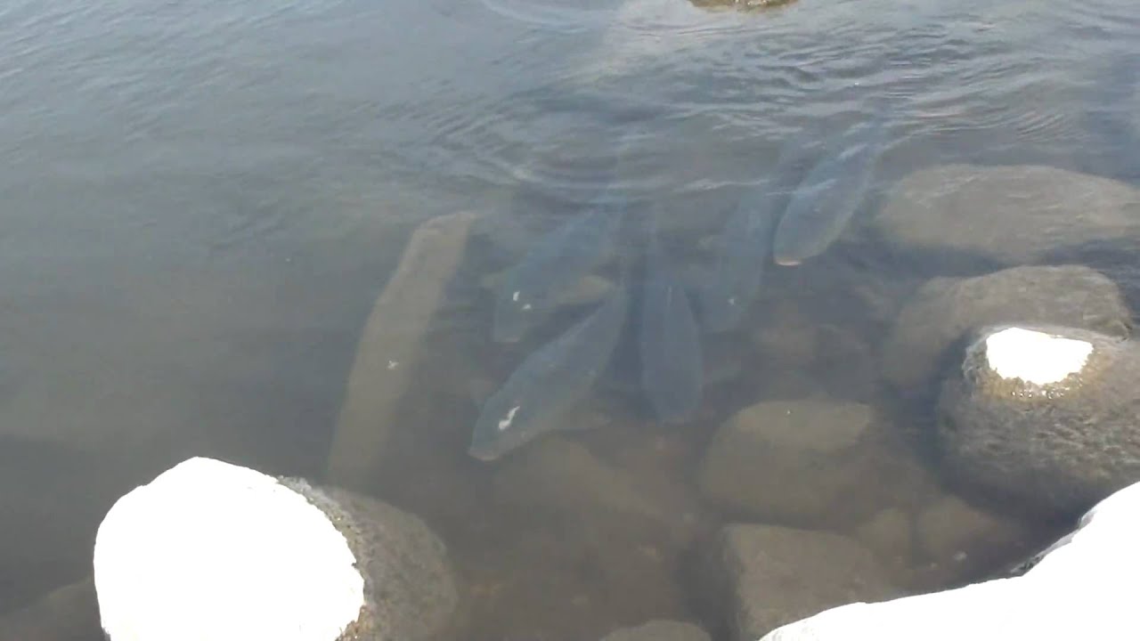 Common or German Carp (Cyprinus carpio) Breeding Behavior - YouTube