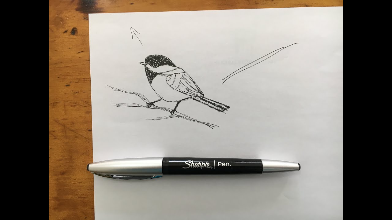 Black-capped Chickadee. Draw a Chickadee. Simple, Easy, Basic Line ...