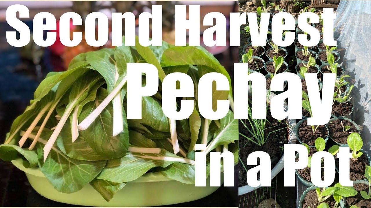 Second Harvest Pechay in a Pot - YouTube