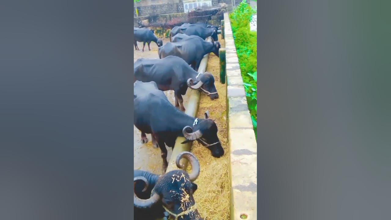 My New short #buffalodairy #farm #funny @Rahul_Kodiyatar_YT66 - YouTube