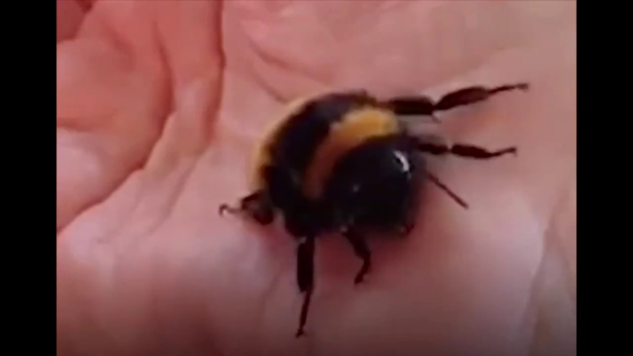 Bee Snuggles and Falls Asleep in Hand - YouTube