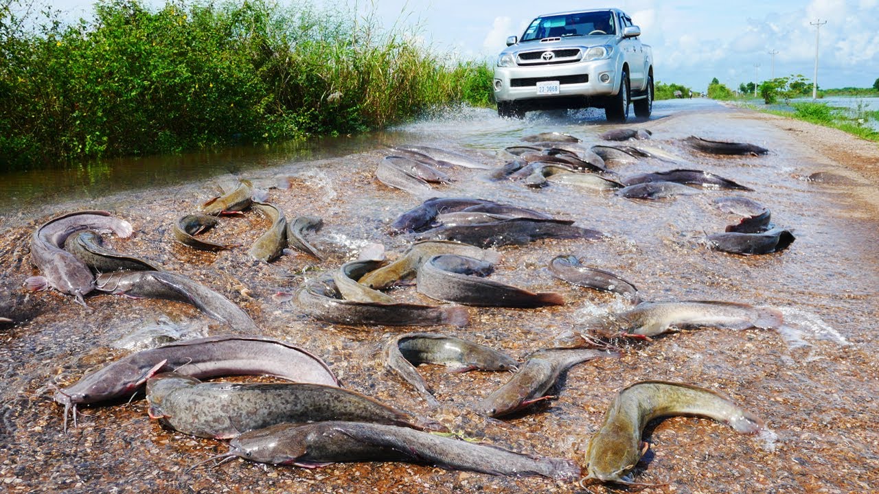 wow! a fisherman skill a lots of catch fish in flooding water near the ...