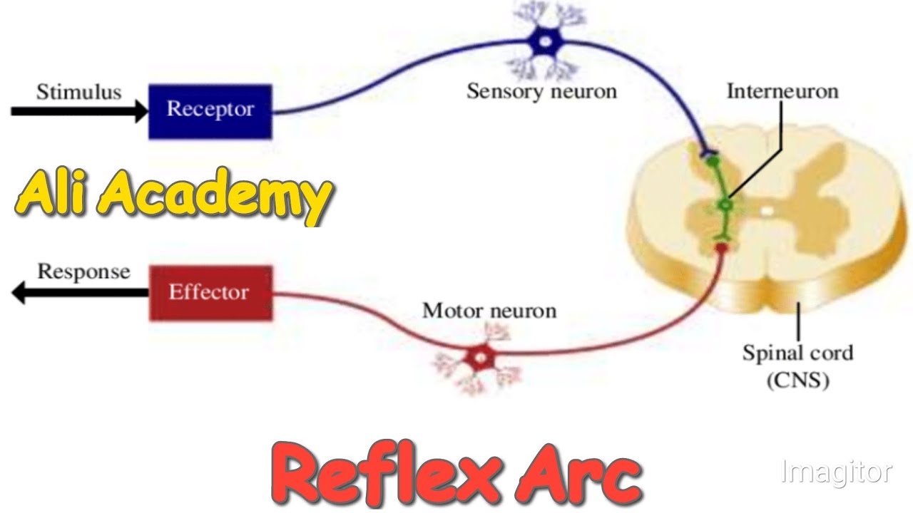 Reflex arc | reflex action | NMDCAT 2021 - YouTube
