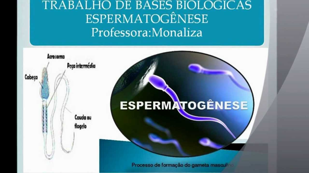 Espermatogênese - YouTube Espermatogênese - YouTube