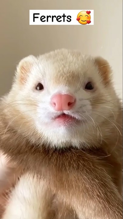 Cute ferrets 🥰🐾💕 #ferret #pet #animals #shorts #viralvideo - YouTube
