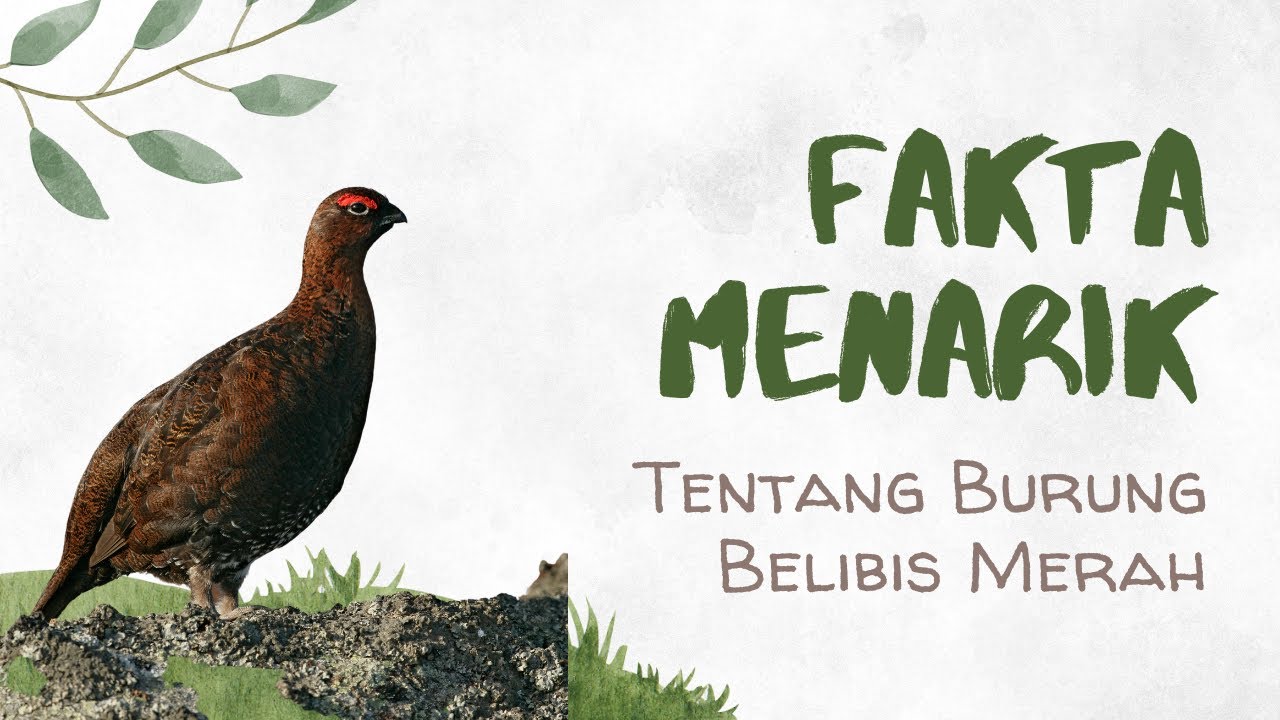 FAKTA MENARIK TENTANG BURUNG BELIBIS MERAH - YouTube