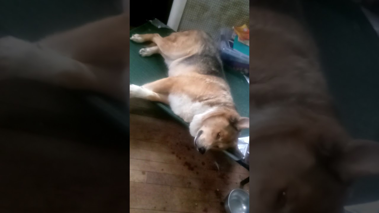 Please help my dog!!! - YouTube