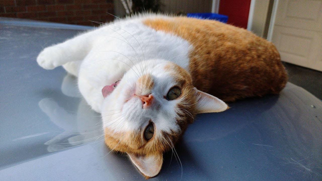 Super adorable Emily cat ("it's Emilie, Jarrett!!") nearly rolls off a ...