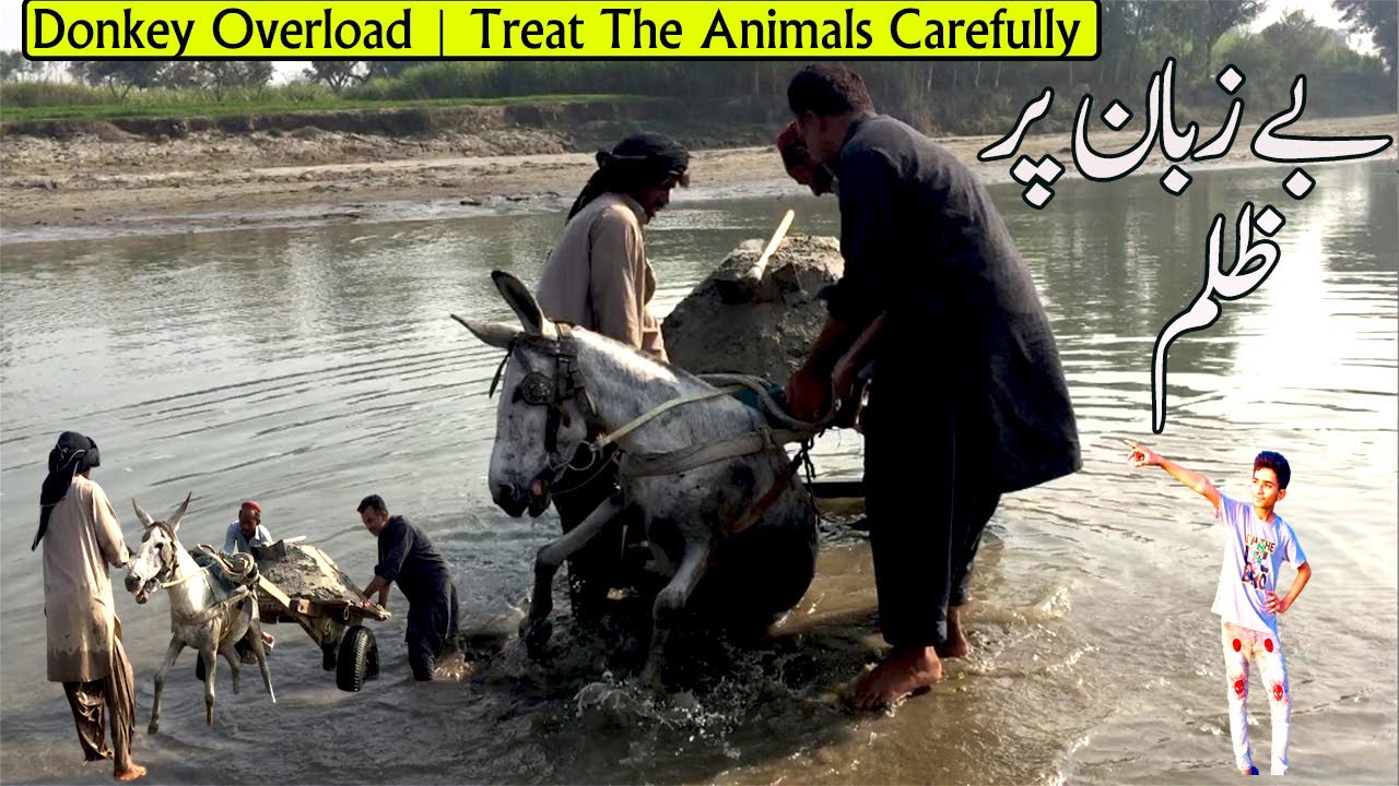 Donkey Overload | Treat The Animals Carefully | #peoo_tay_putar - YouTube