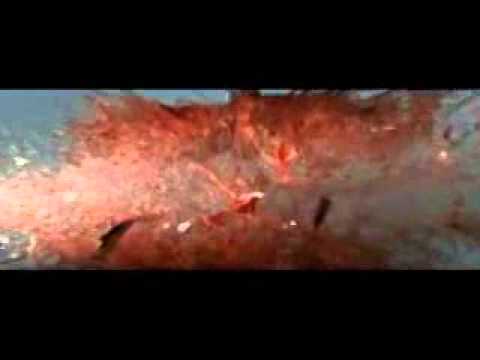 Video  Ağır çekim kurşun