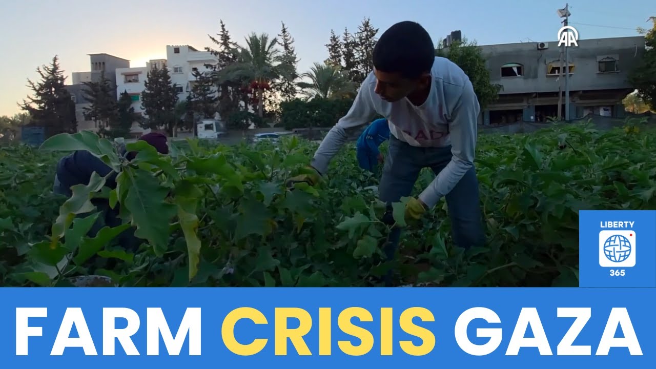 Gaza’s Food Collapse—Ninety-Four Percent of Farmland Destroyed After ...