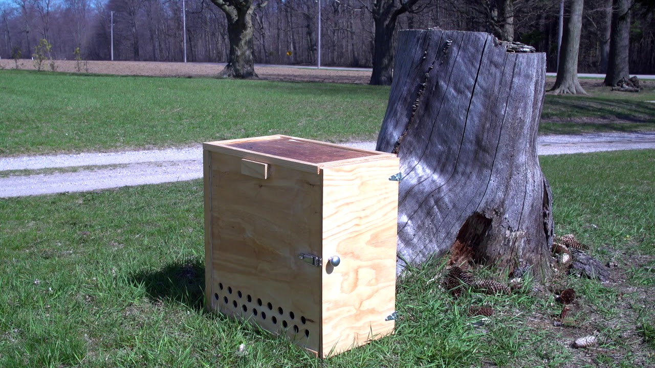 Caw! Caw! Caw! A crow goes home! - YouTube